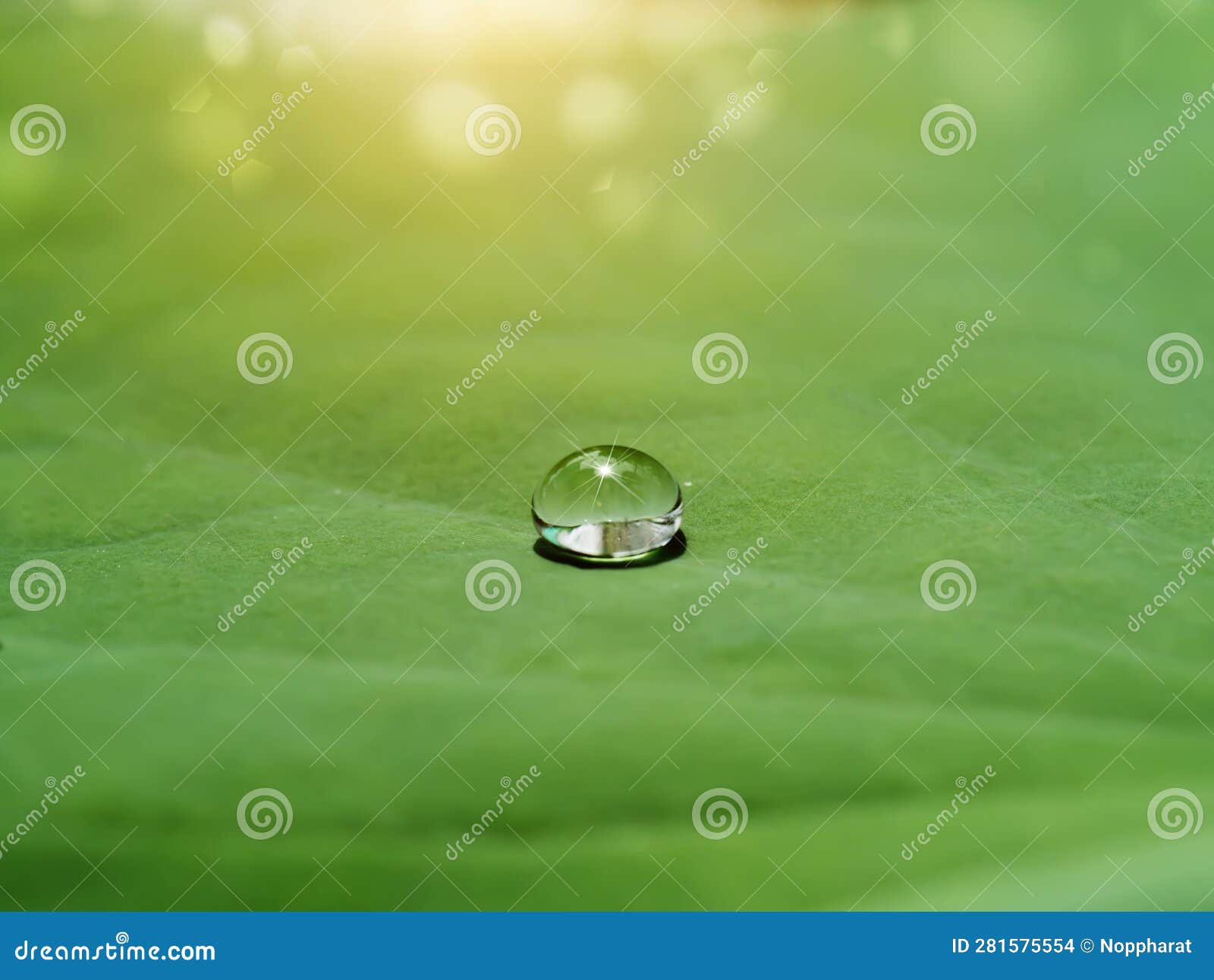 Water drop on lotus leaves stock photo. Image of light - 281575554
