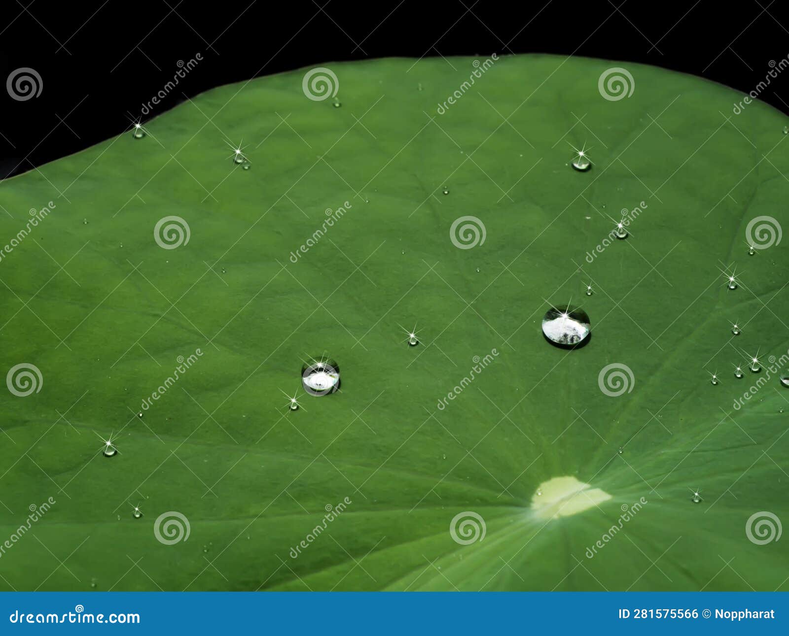 Water drop on lotus leaves stock photo. Image of conceptual - 281575566