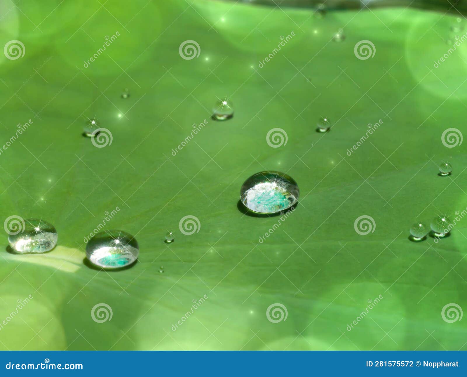 Water drop on lotus leaves stock photo. Image of drop - 281575572