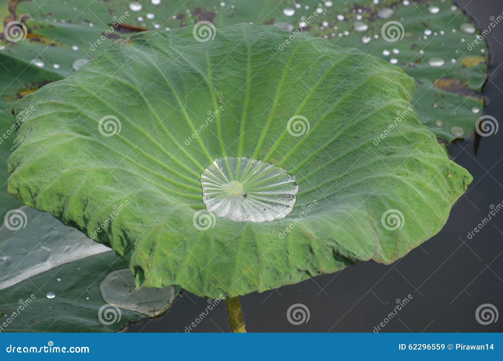 Water Drop on Lotus Leaves. Stock Image - Image of plenum, flower: 62296559