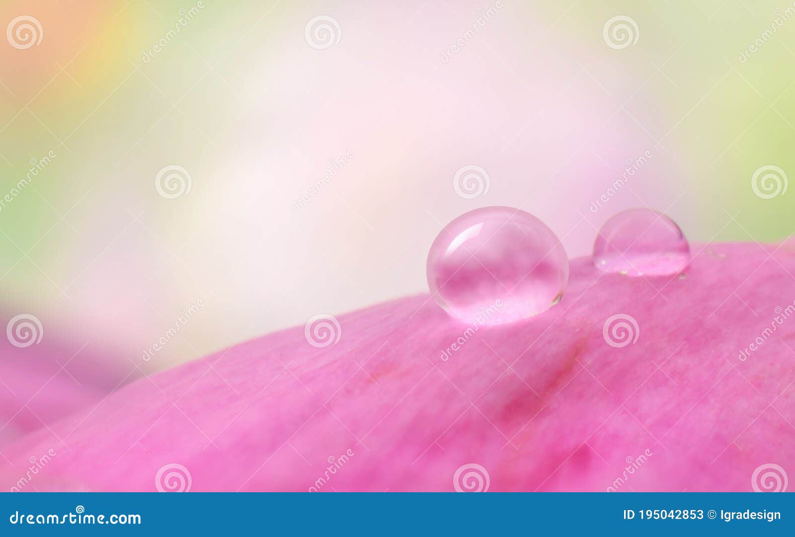 Water Drop Macro on Pink Flower Petal Stock Image - Image of light ...