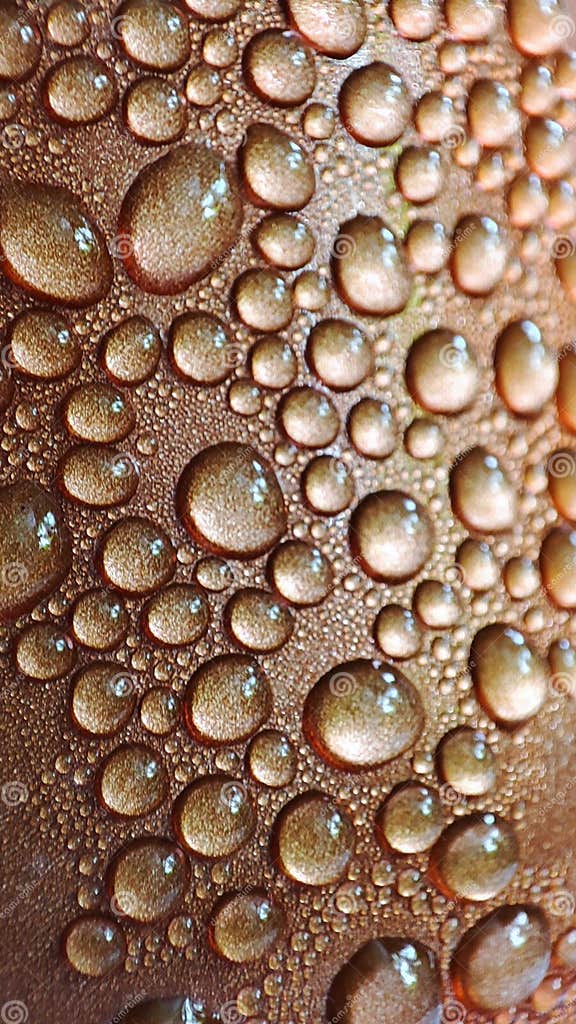 Water Drop at Mineral Water Bottle Stock Photo - Image of branch ...