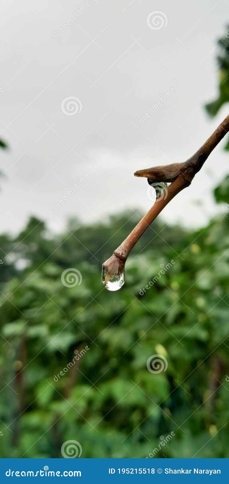 Water drop off the tree stock photo. Image of drop, water - 195215518