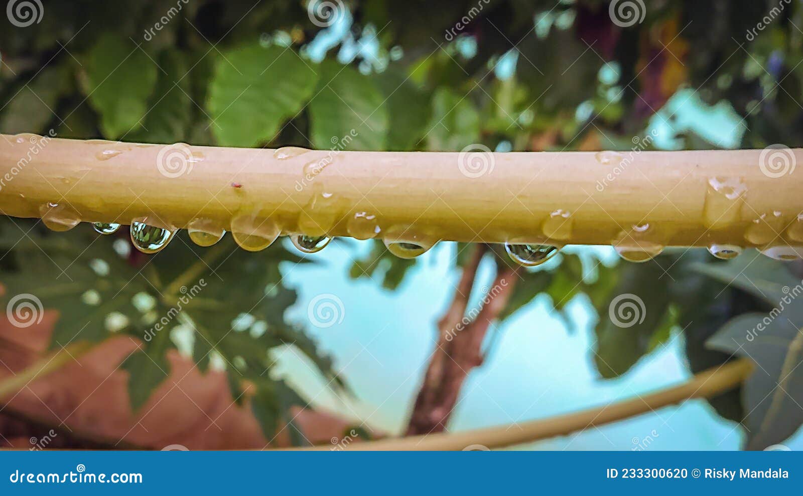 The Water Drop on the Papaya Stalk Stock Photo - Image of tree, papaya ...