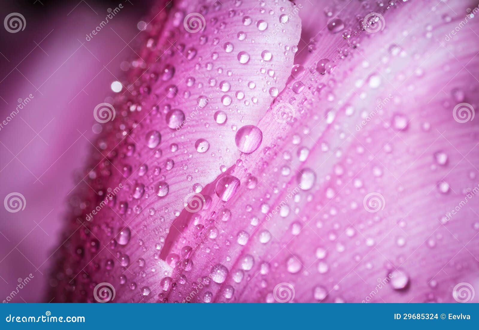 Water drop on pink petals. stock photo. Image of decorative - 29685324