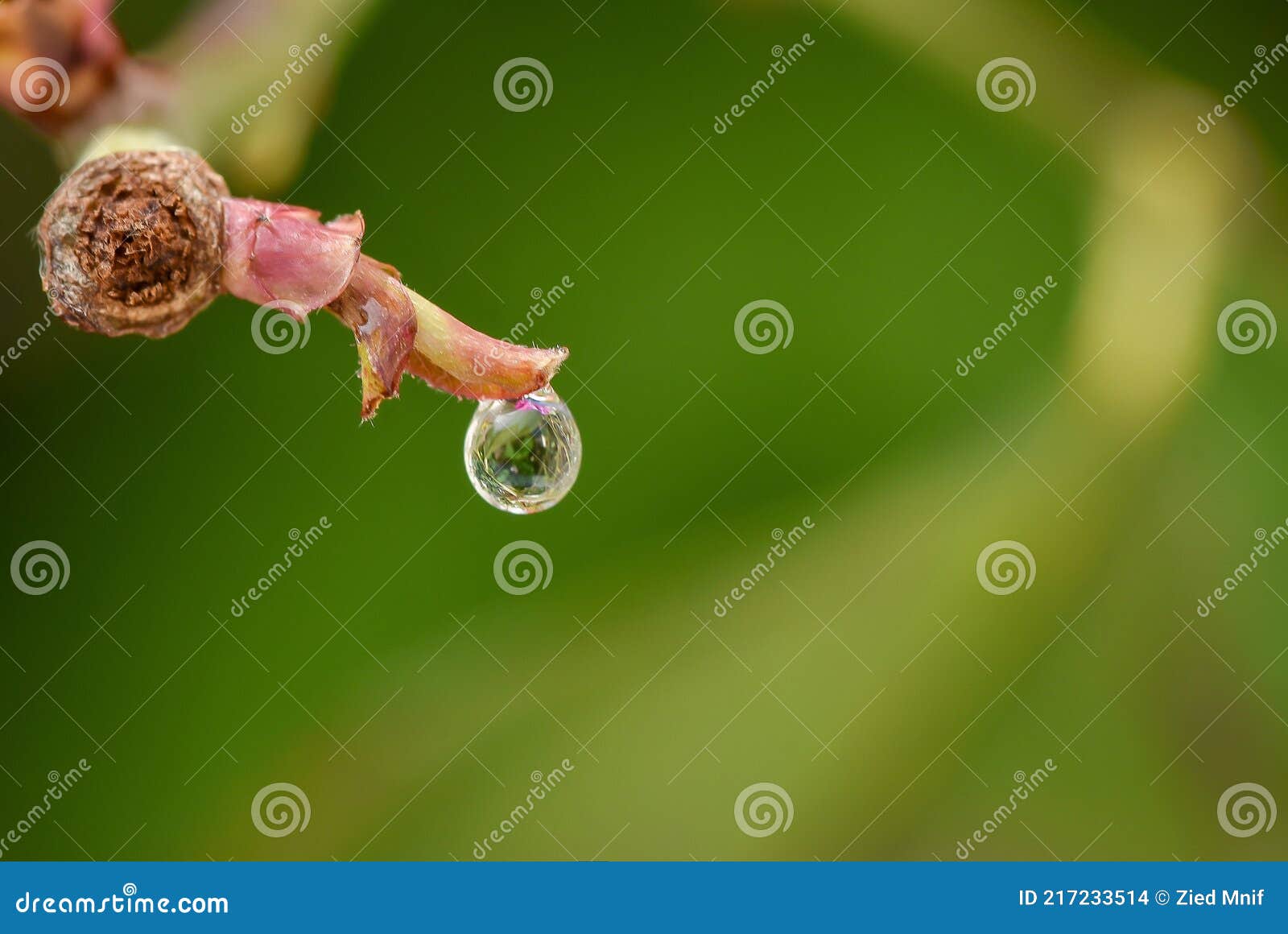 Water drop in a plant stock photo. Image of minimalism - 217233514