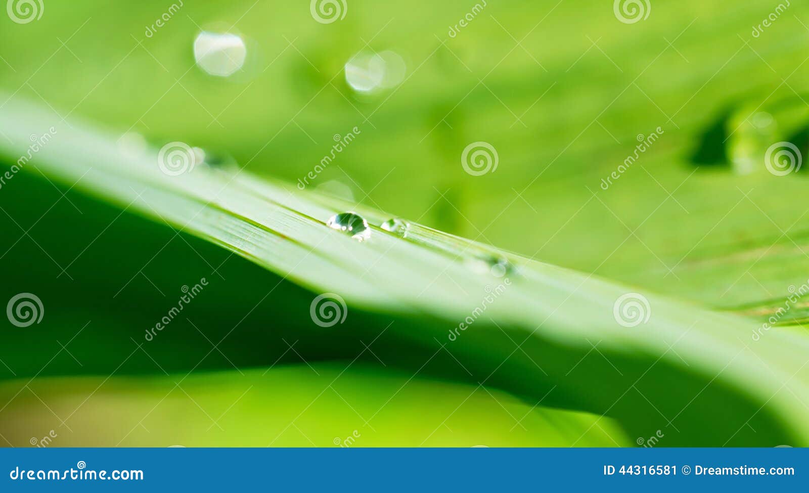 Water drop on Plant stock image. Image of macro, water - 44316581