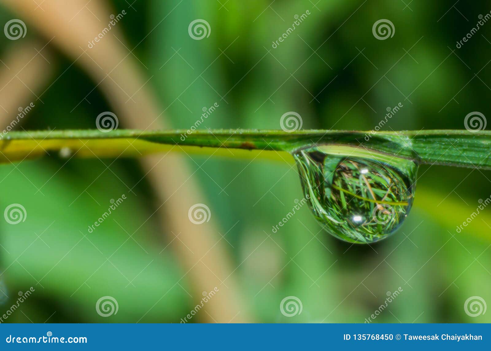 Macro Water Drop on Grass and Refection Stock Photo - Image of little ...