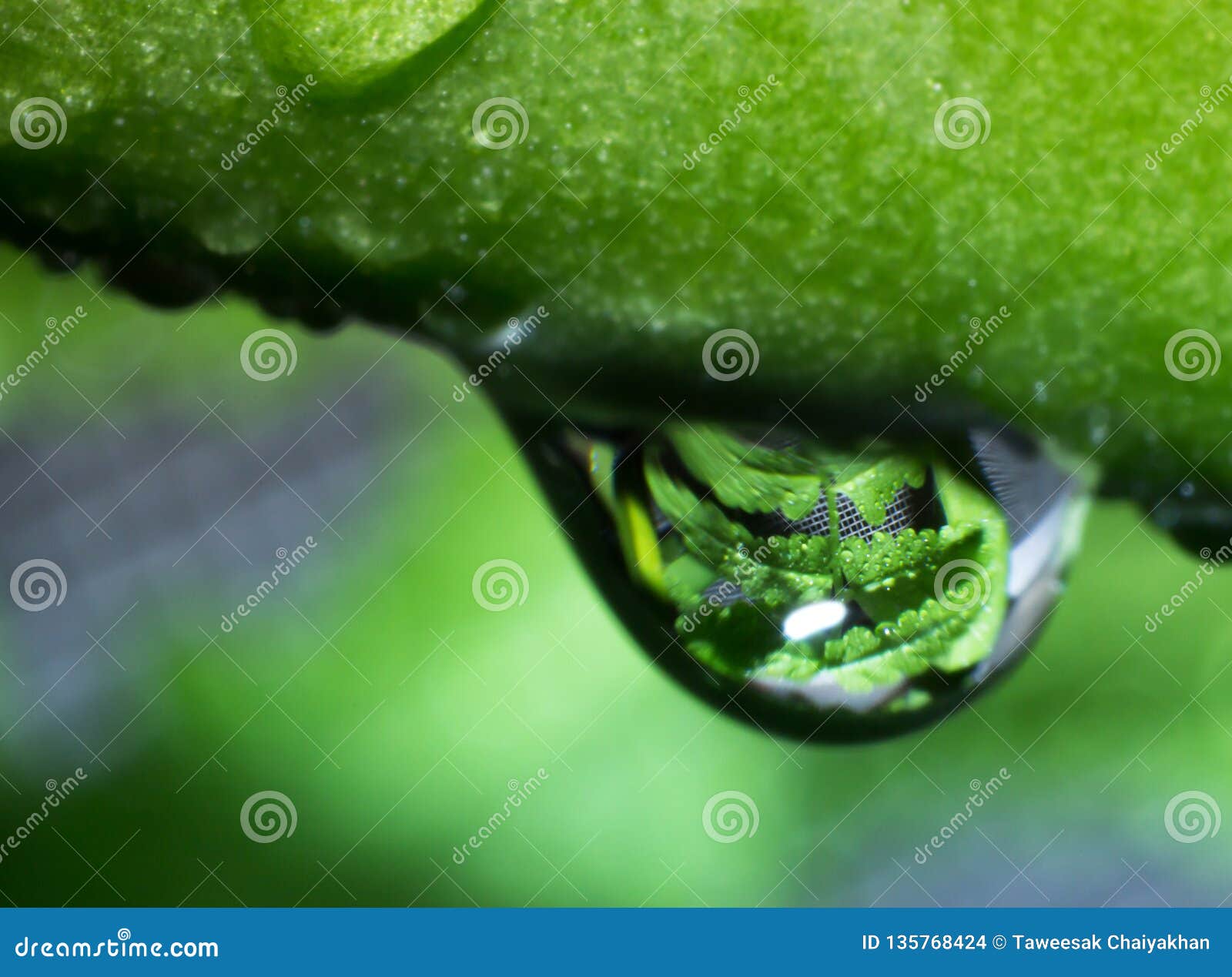 Macro water drop on tree stock photo. Image of leaf - 135768424