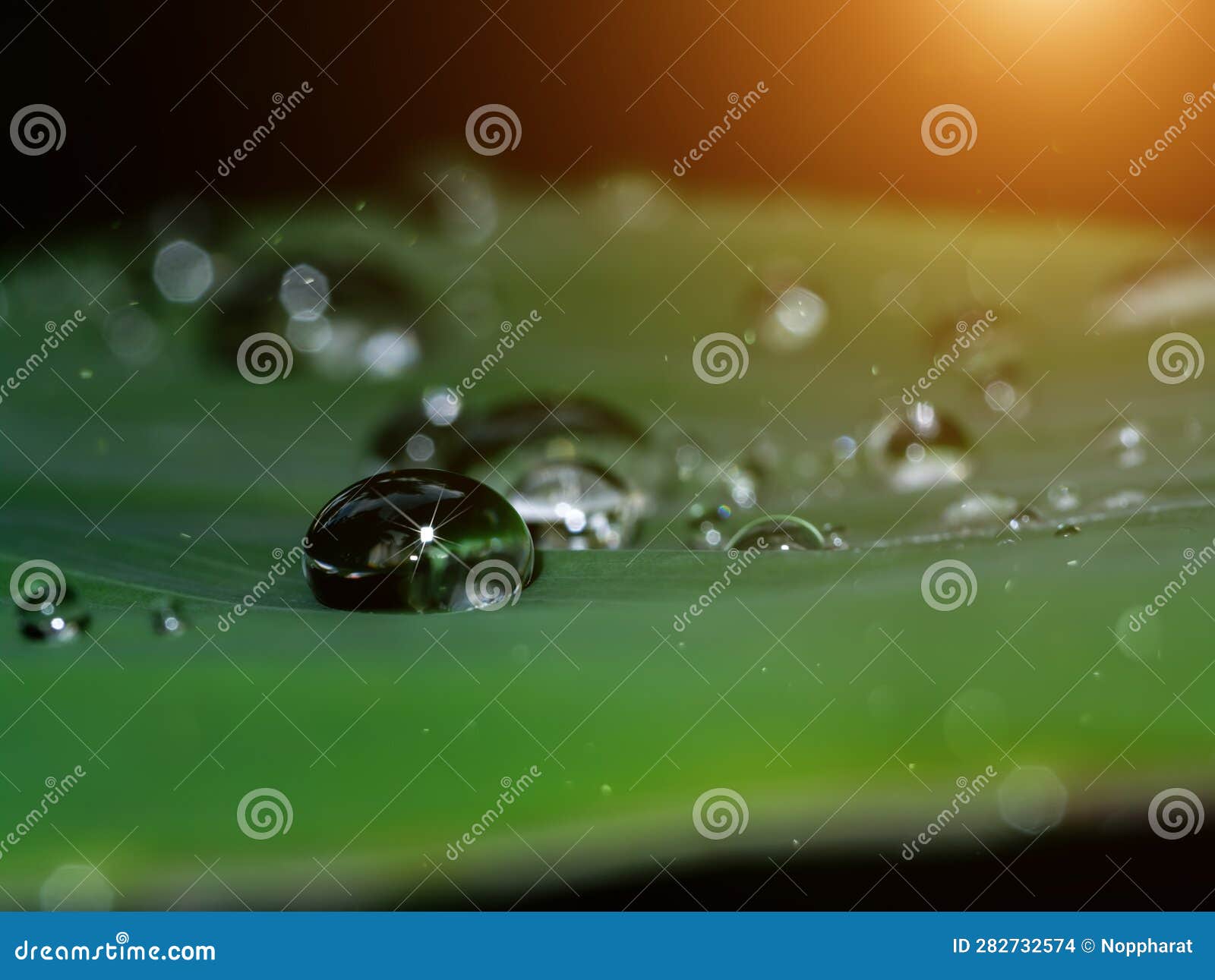 Water Drop from Rain Fall with Blur Background Stock Photo - Image of ...