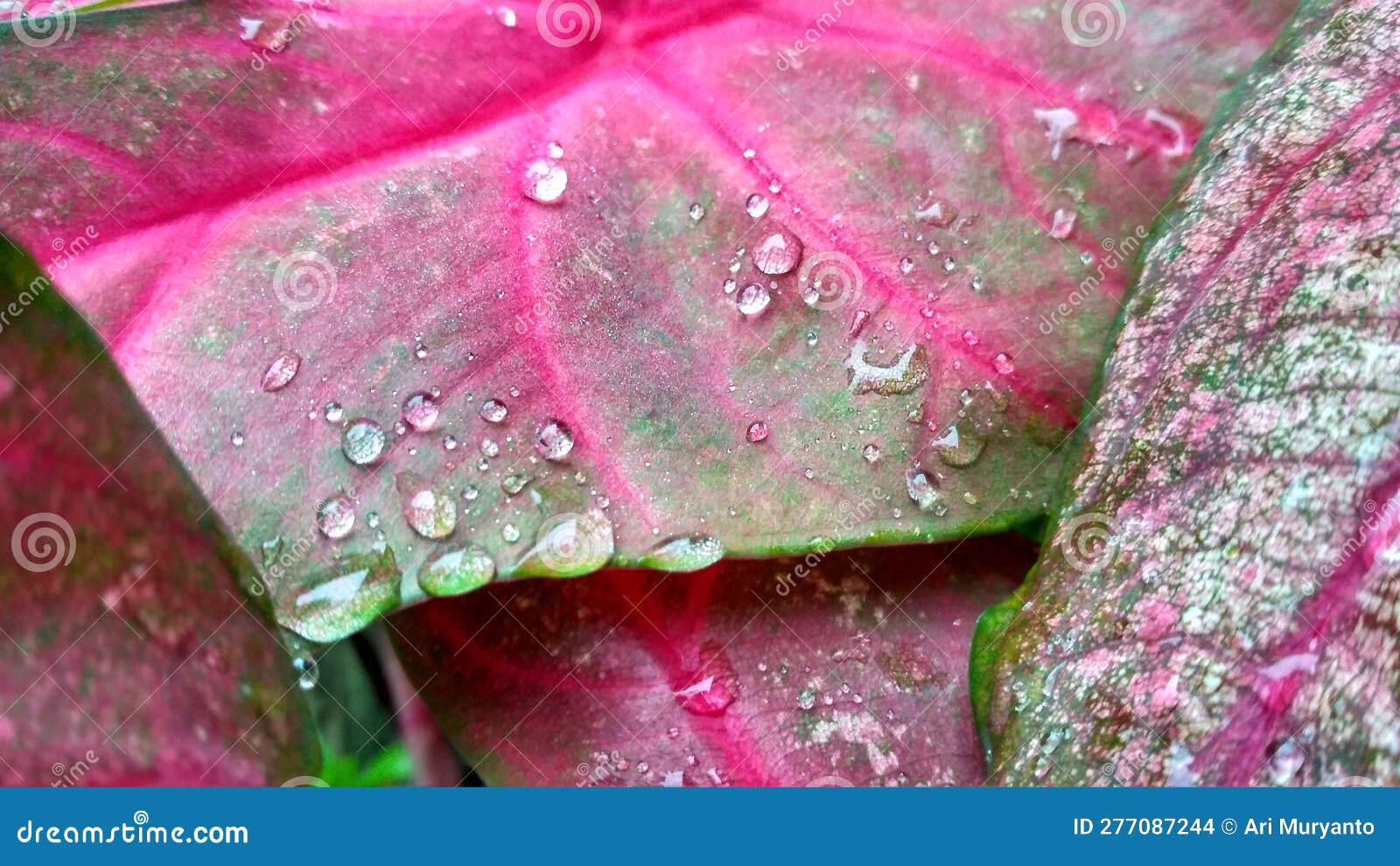 Water Drop after Rain on the Pink Taro Leaf Stock Photo - Image of pink ...