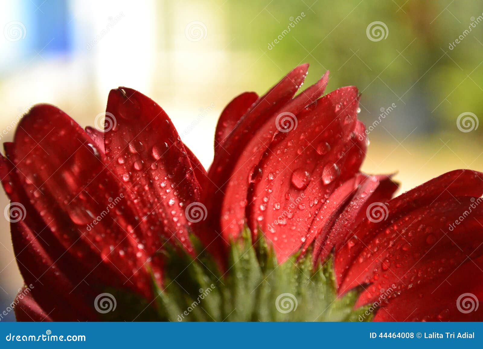 Water drop on red flower stock photo. Image of raining - 44464008