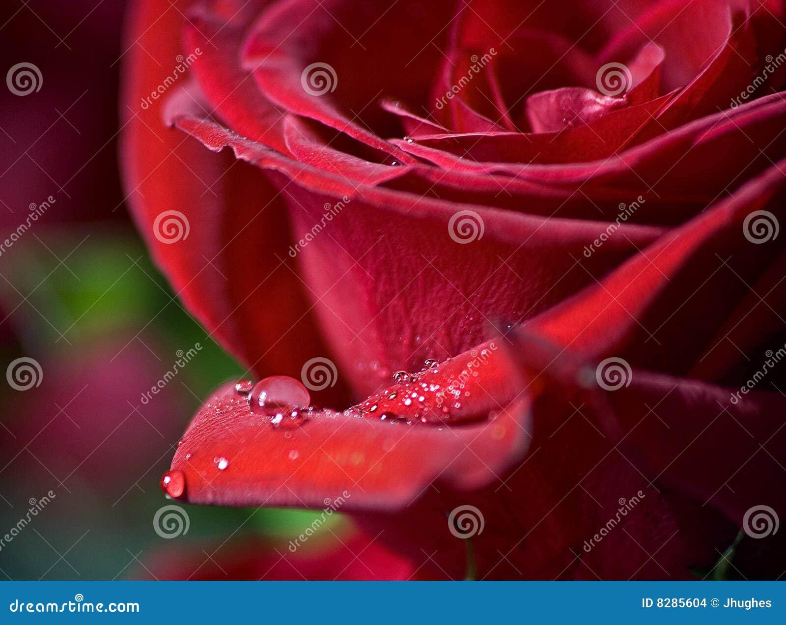 Water drop on red rose stock photo. Image of scarlet, drop - 8285604