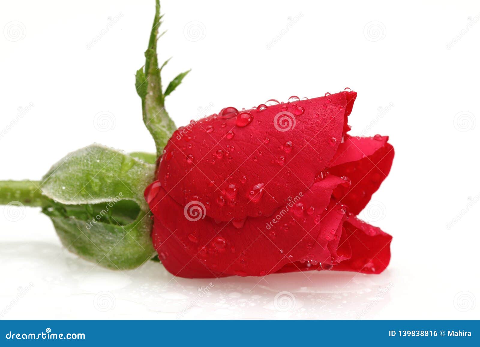 Water Drop and Red Rose Isolated Stock Photo - Image of flora, drop ...