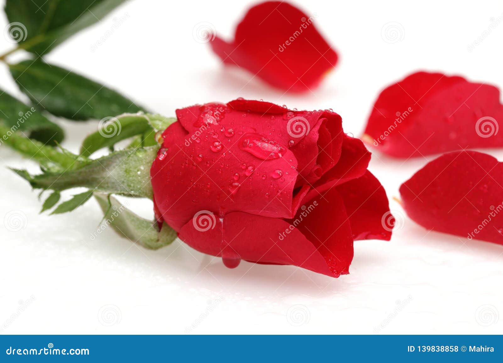 Water Drop and Red Rose Isolated Stock Photo - Image of color ...