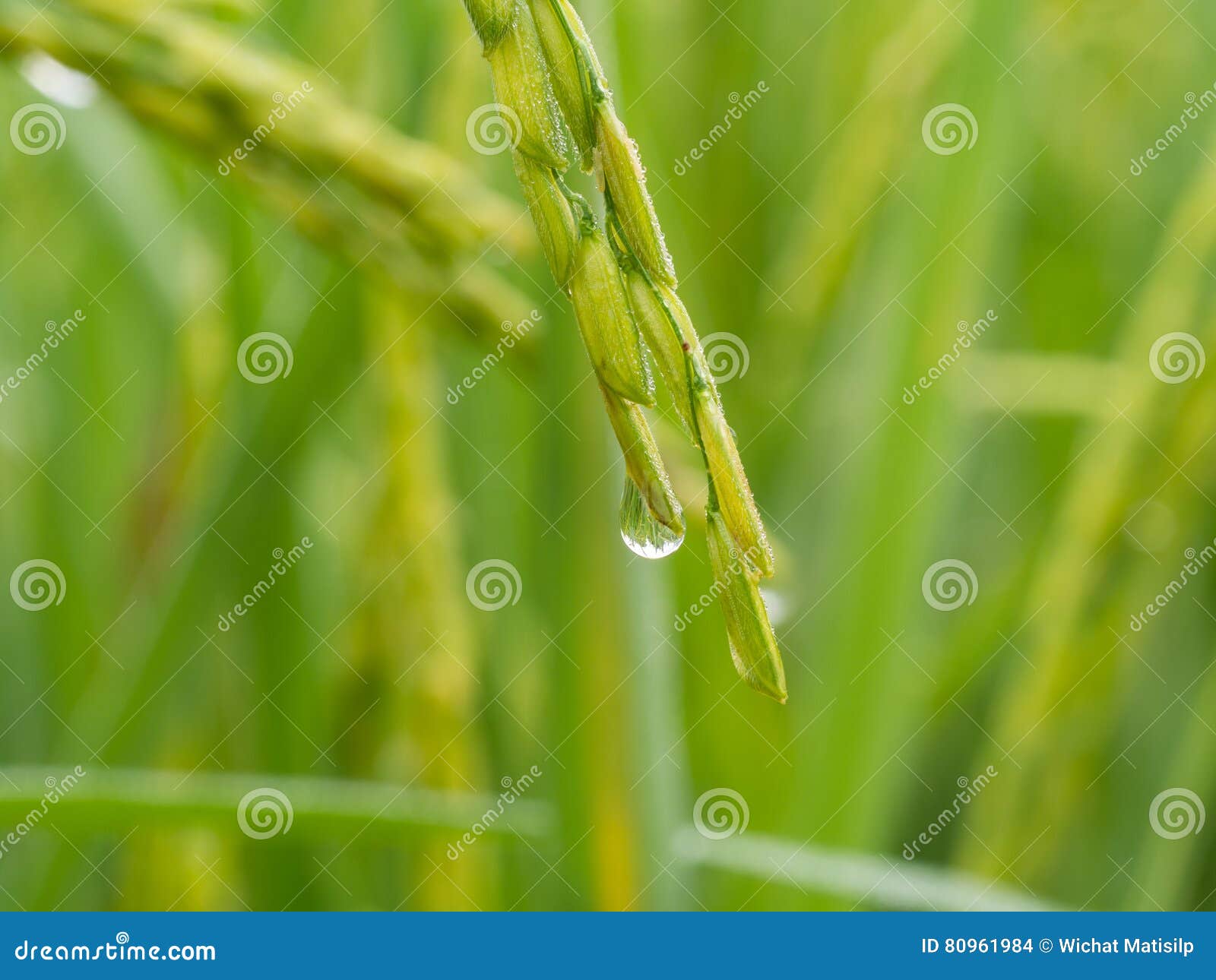 Water Drop on the Rice Leaf Stock Photo - Image of agricultural, forest ...