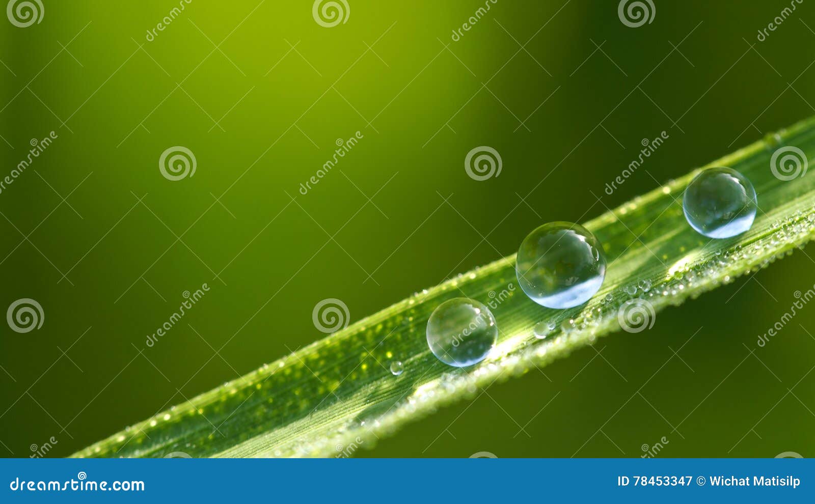 Water Drop of Rice Leaf stock image. Image of bright - 78453347