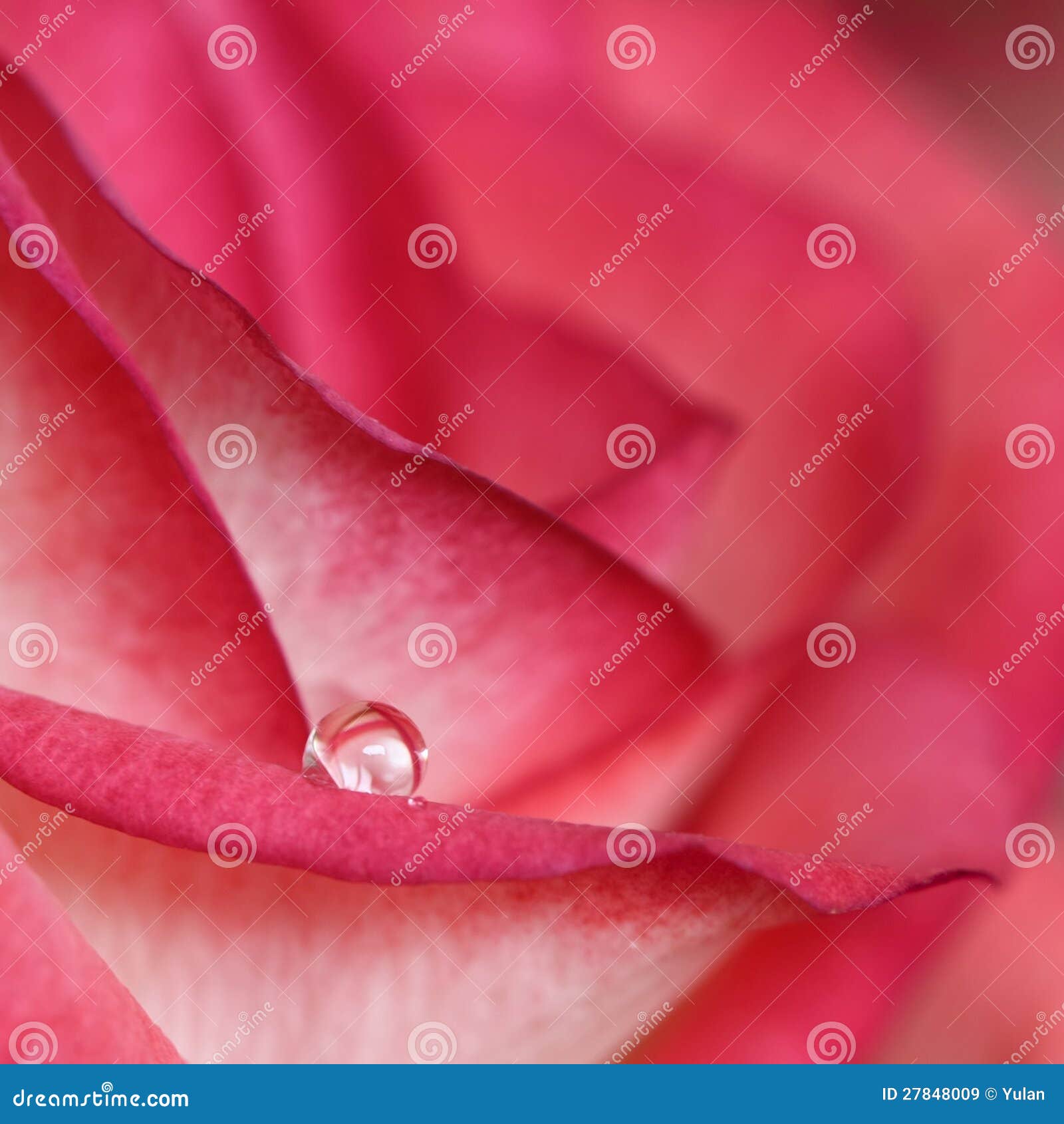 Water drop on rose stock image. Image of beginning, herb - 27848009