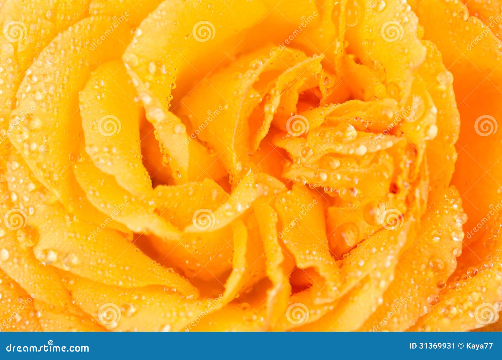 Beautiful Yellow Roses With Water Drops