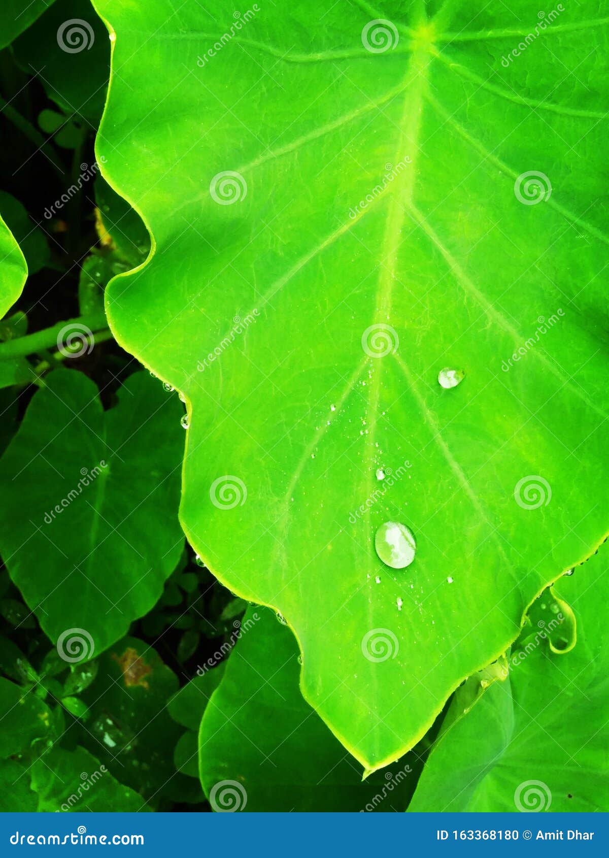 Water Drop is Simple Think but Water Drops Under the Leap is Beautiful ...