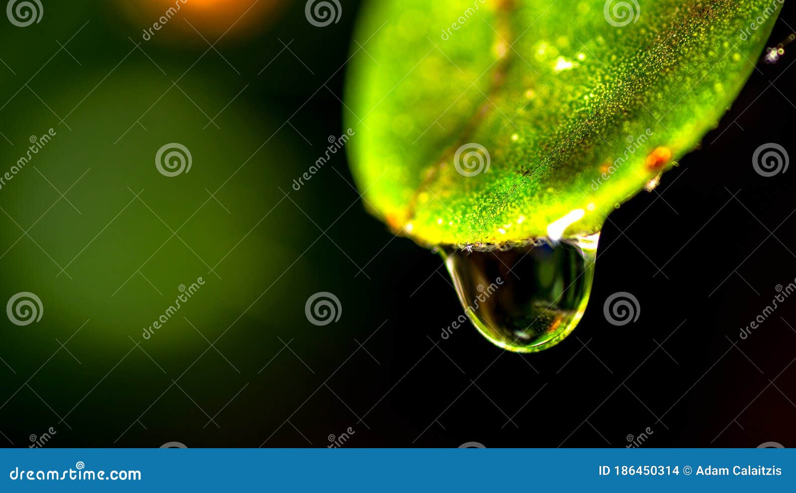 Water drop from a leaf stock photo. Image of droplet - 186450314