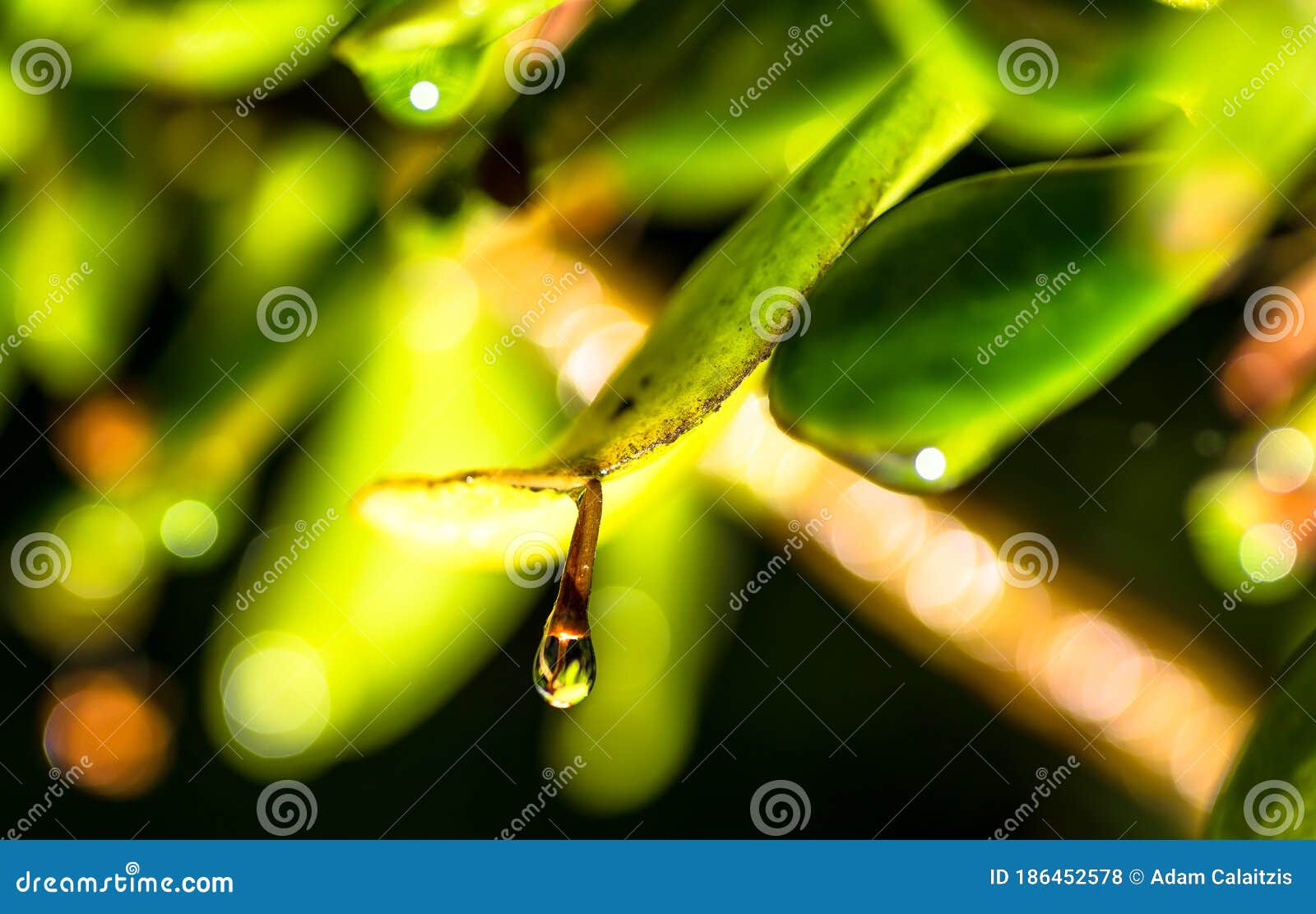 Water drop from a leaf stock photo. Image of abstract - 186452578