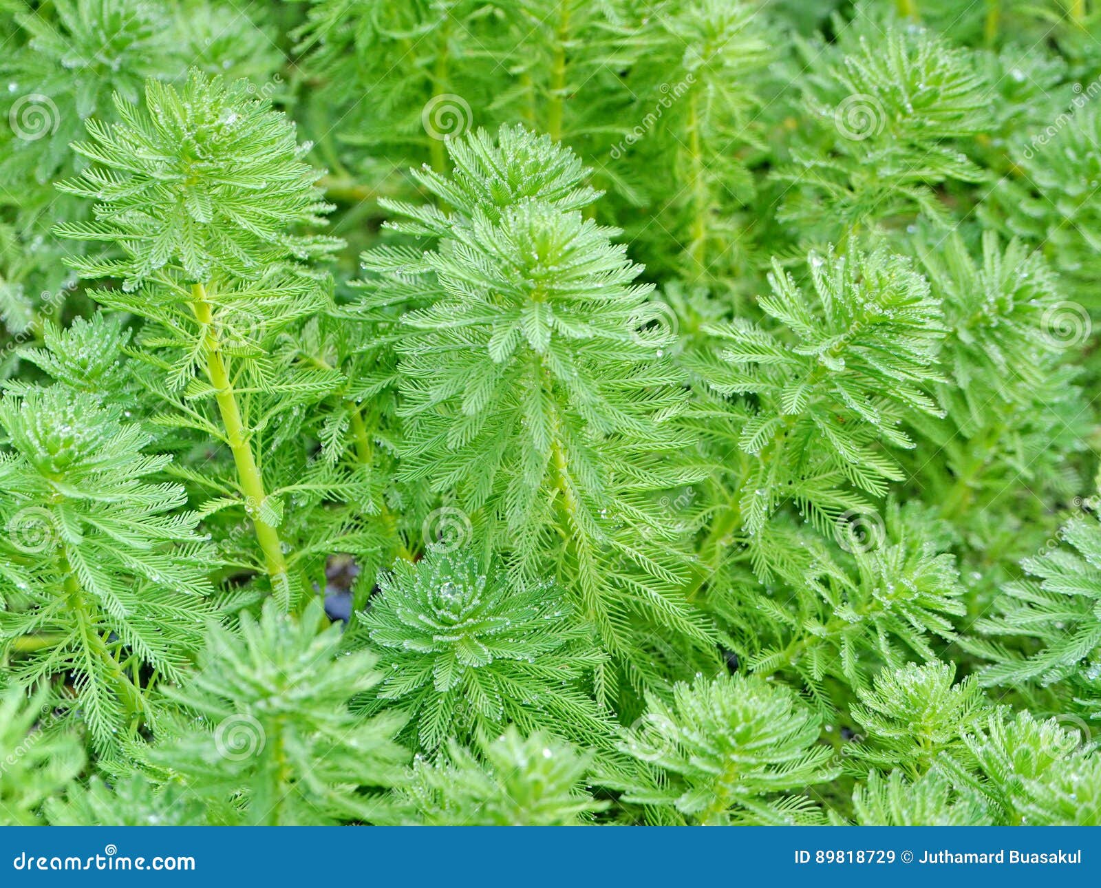 Water Drop on Small Green Plants Stock Image - Image of ground, grass ...