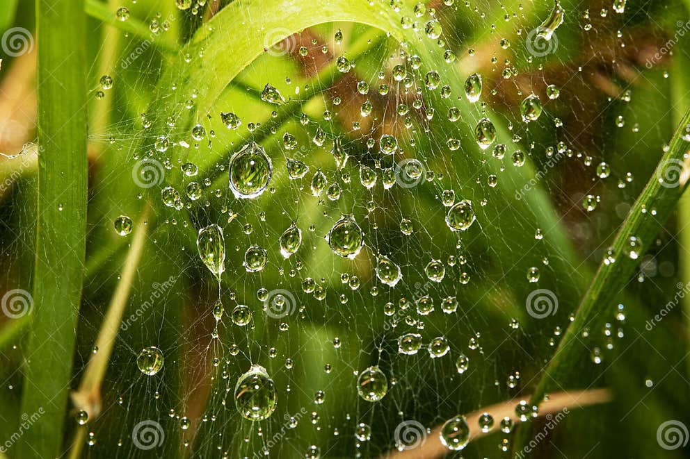 Water Drop on Spider Web. Raindrops on a Spider Web, Green Nature ...