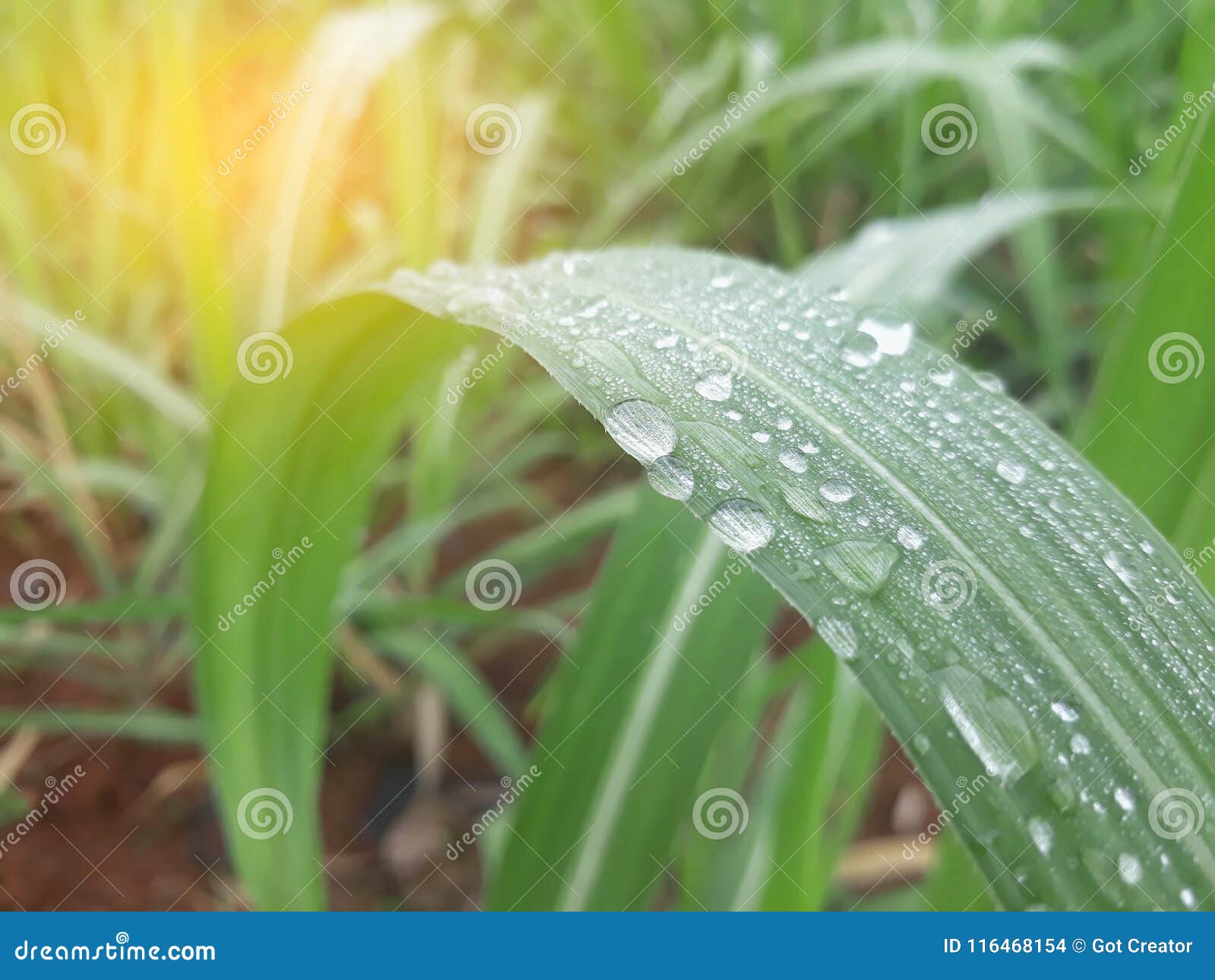 Water Drop on Sugar Cane Field with Soft Light. Stock Photo - Image of ...