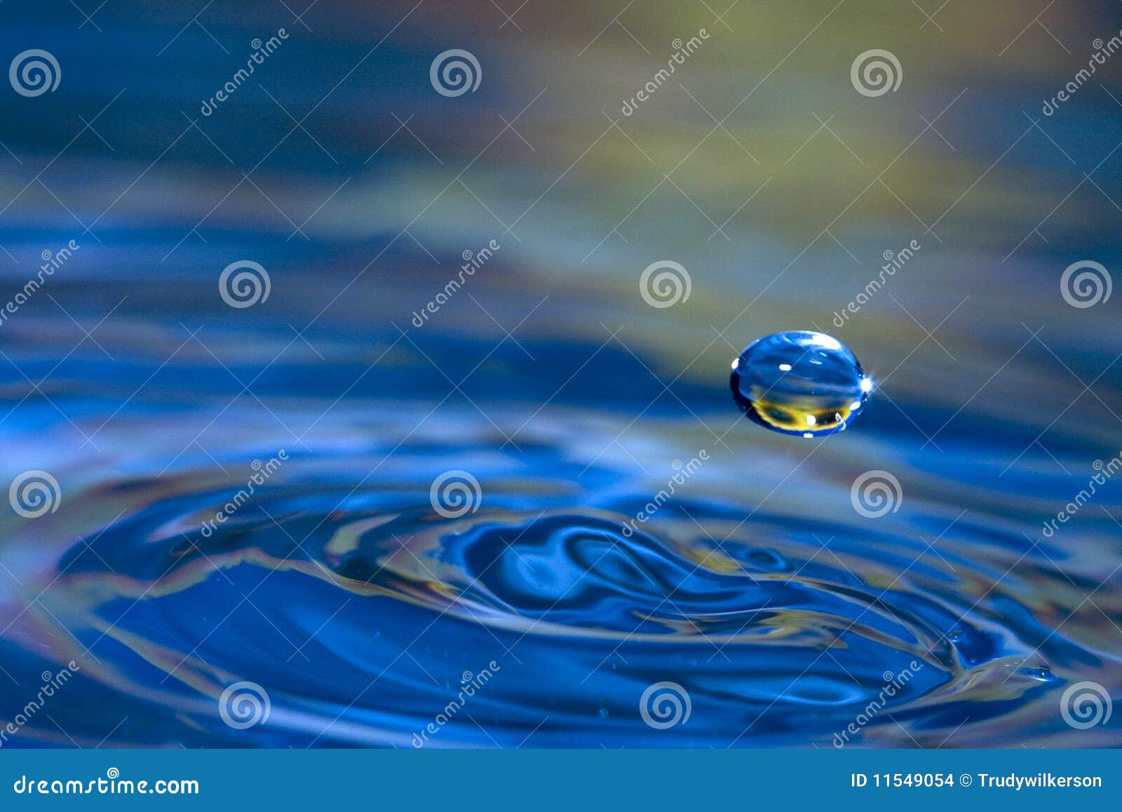 Water Drop Sunflower stock photo. Image of water, planet - 11549054