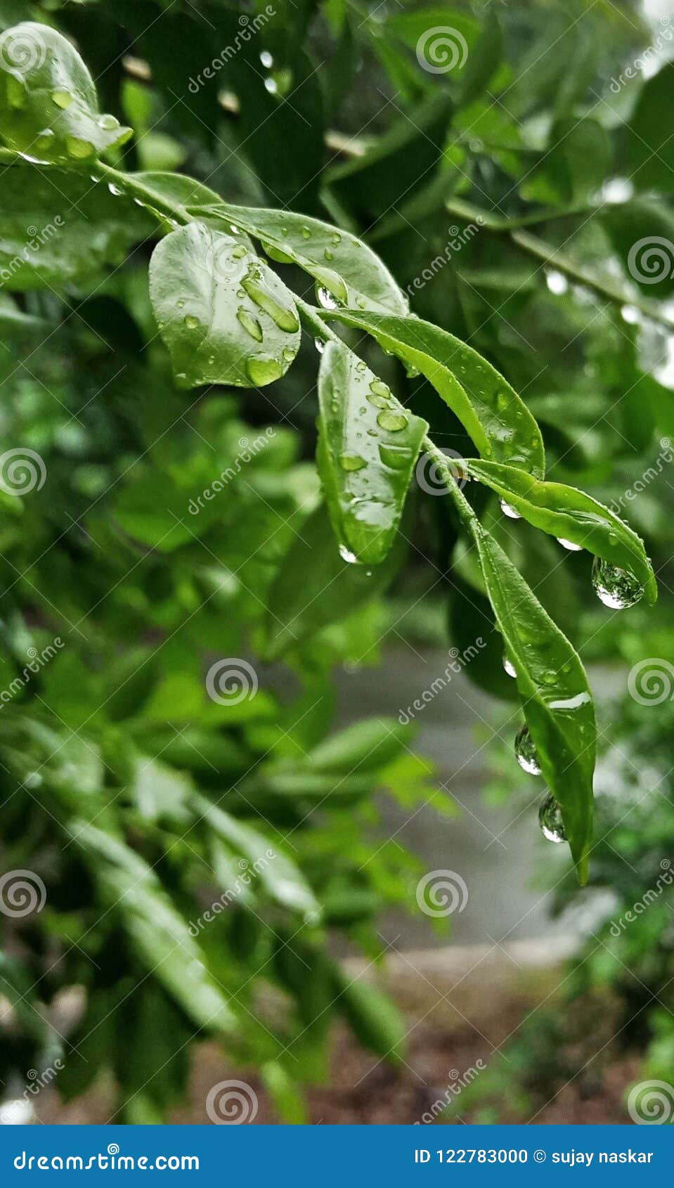 Water drop stock photo. Image of rain, water, drop, tree - 122783000