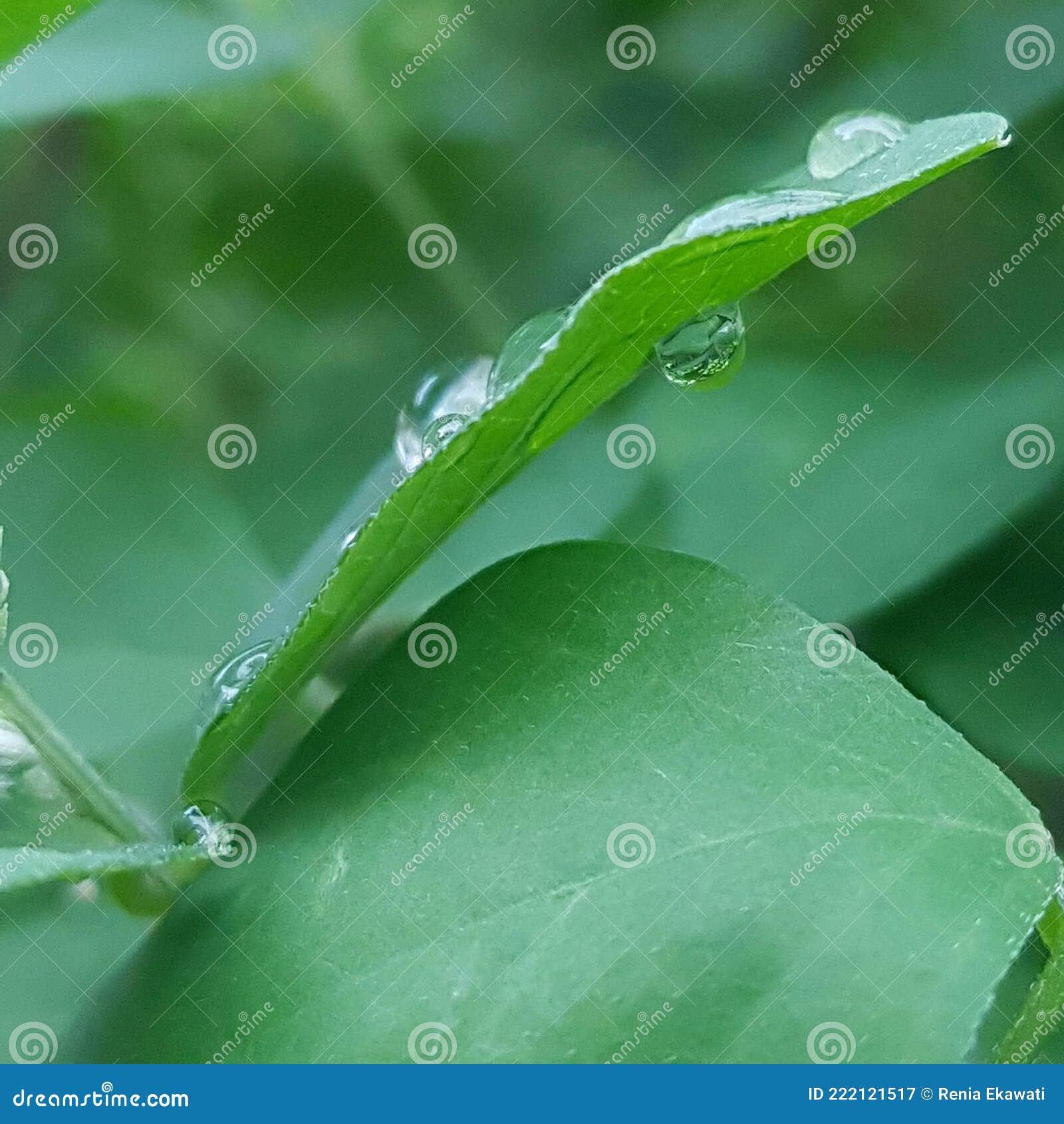 Water drop on the tree stock image. Image of natural - 222121517