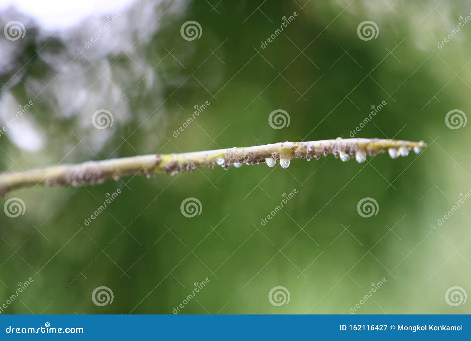 Water drop of tree branch stock image. Image of nature - 162116427