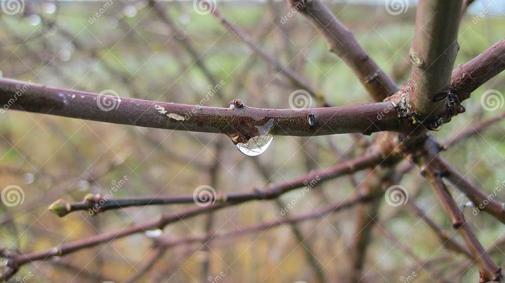 Water drop on tree branch stock photo. Image of branch - 79991236