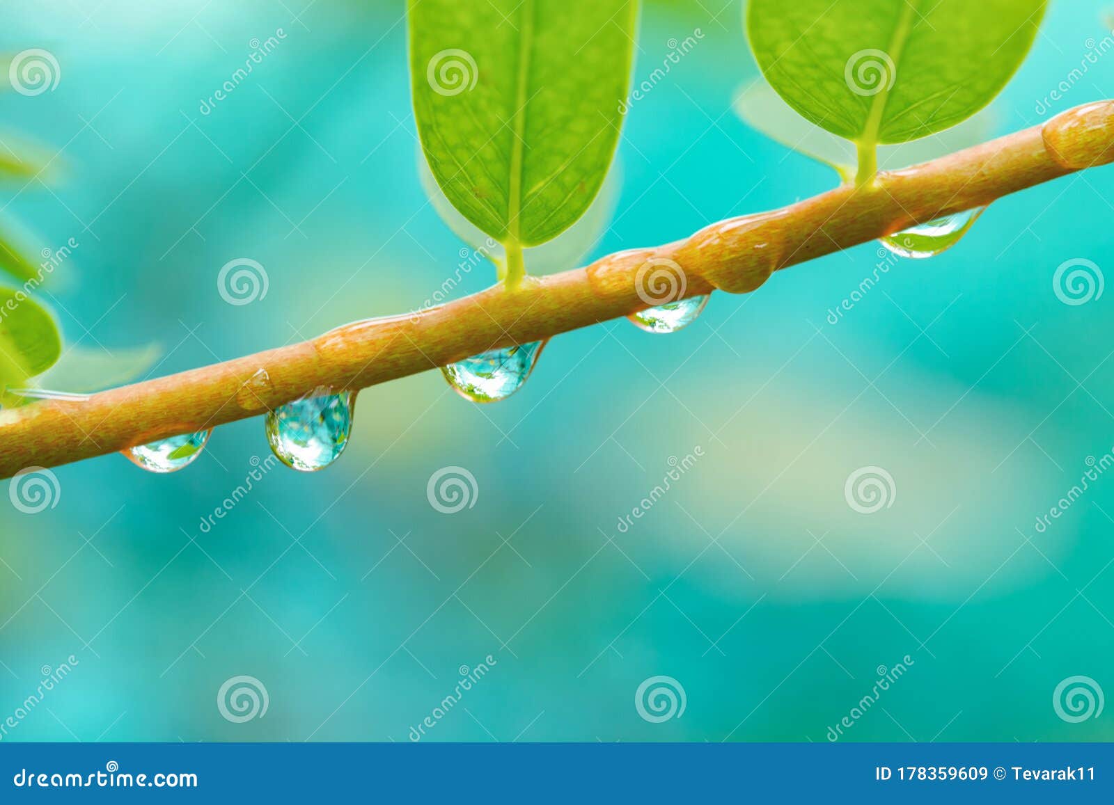 Water Drop of Tree Branch. Drop of Dew after the Rain Stock Image ...