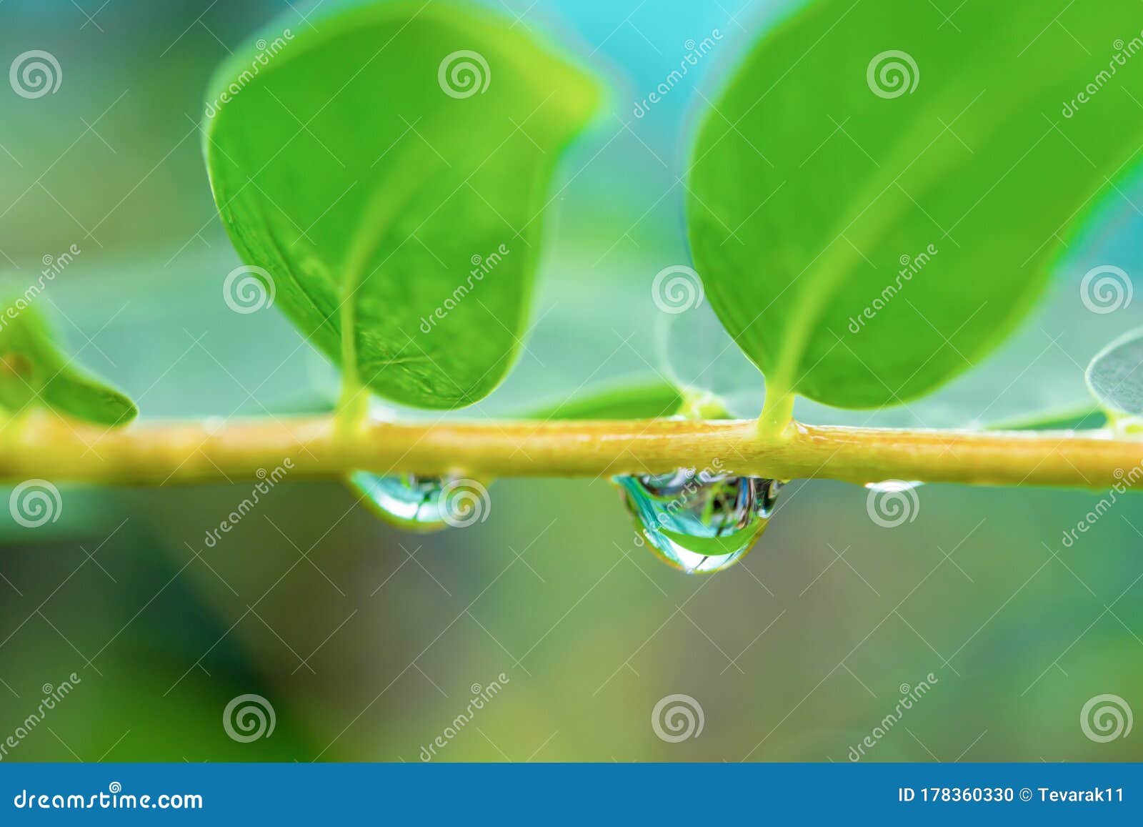 Water Drop of Tree Branch. Drop of Dew after the Rain Stock Photo ...