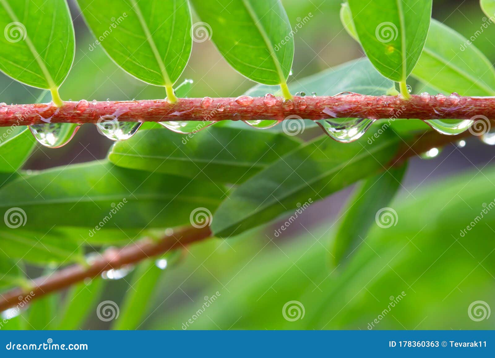 Water Drop of Tree Branch. Drop of Dew after the Rain Stock Image ...