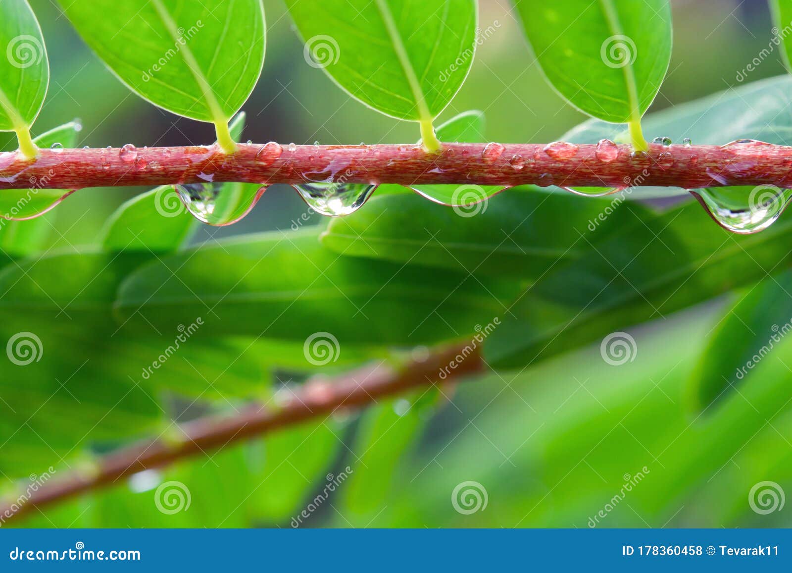 Water Drop of Tree Branch. Drop of Dew after the Rain Stock Photo ...