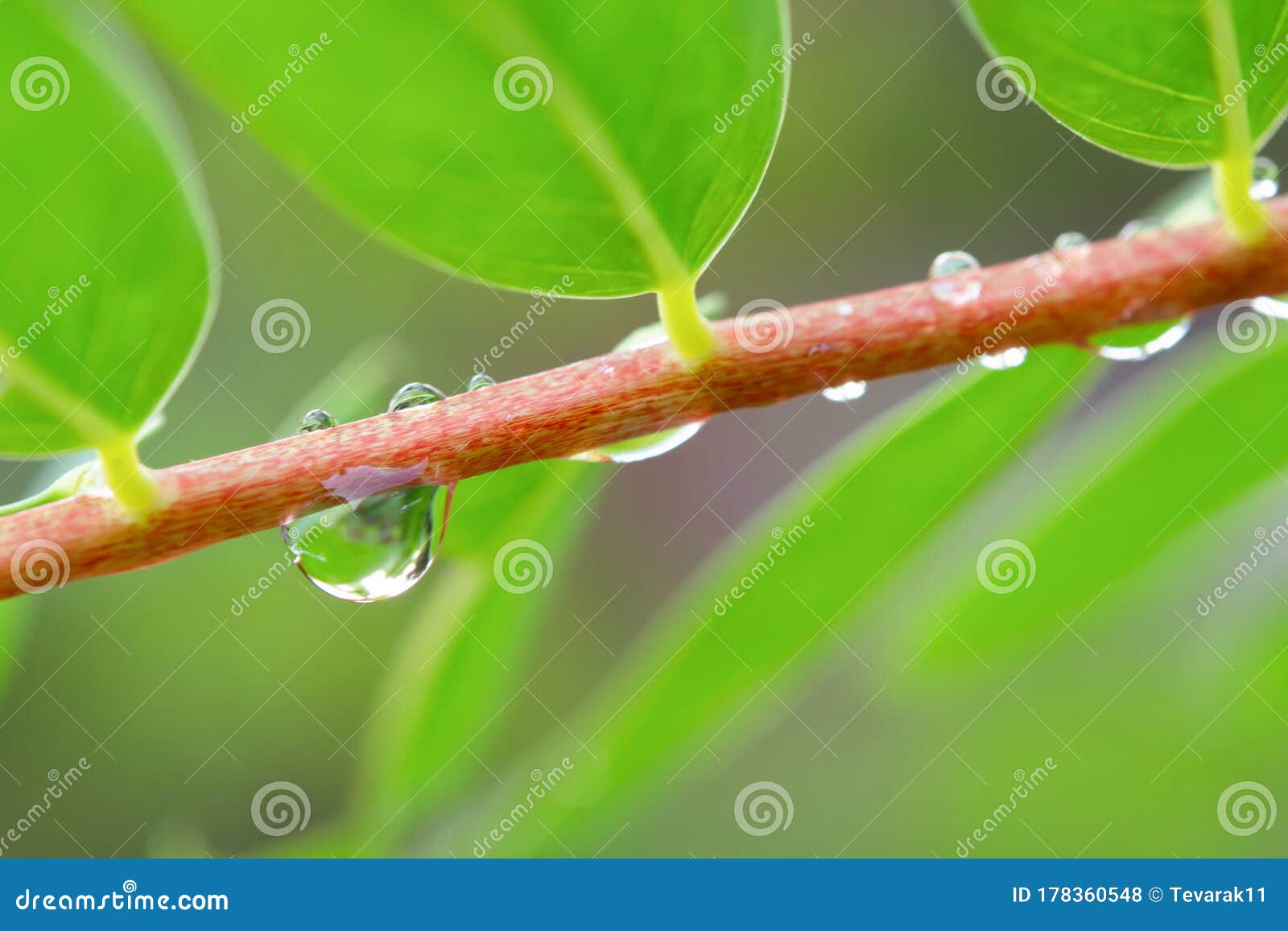 Water Drop of Tree Branch. Drop of Dew after the Rain Stock Photo ...