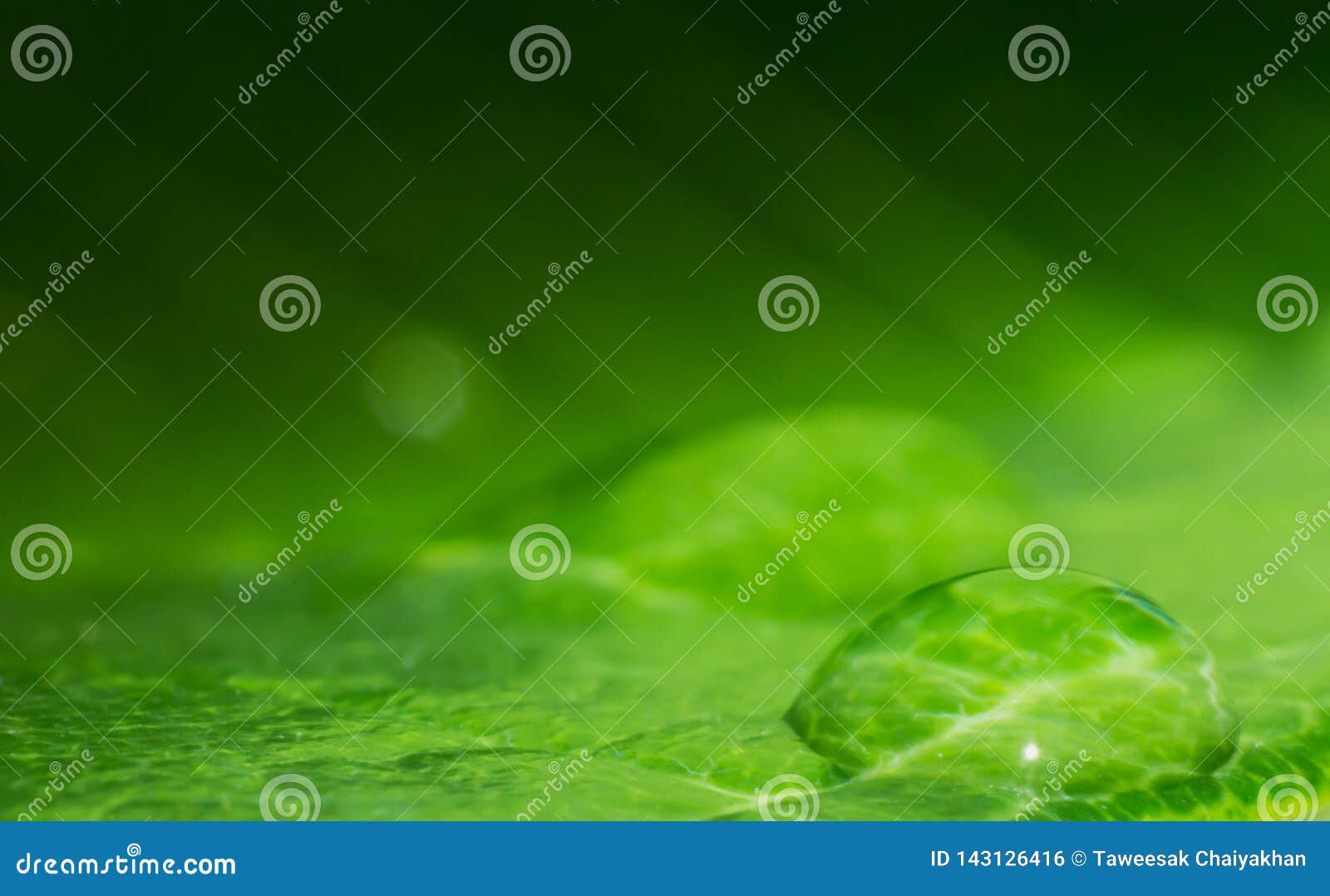 Water drop on tree leaf stock photo. Image of color - 143126416
