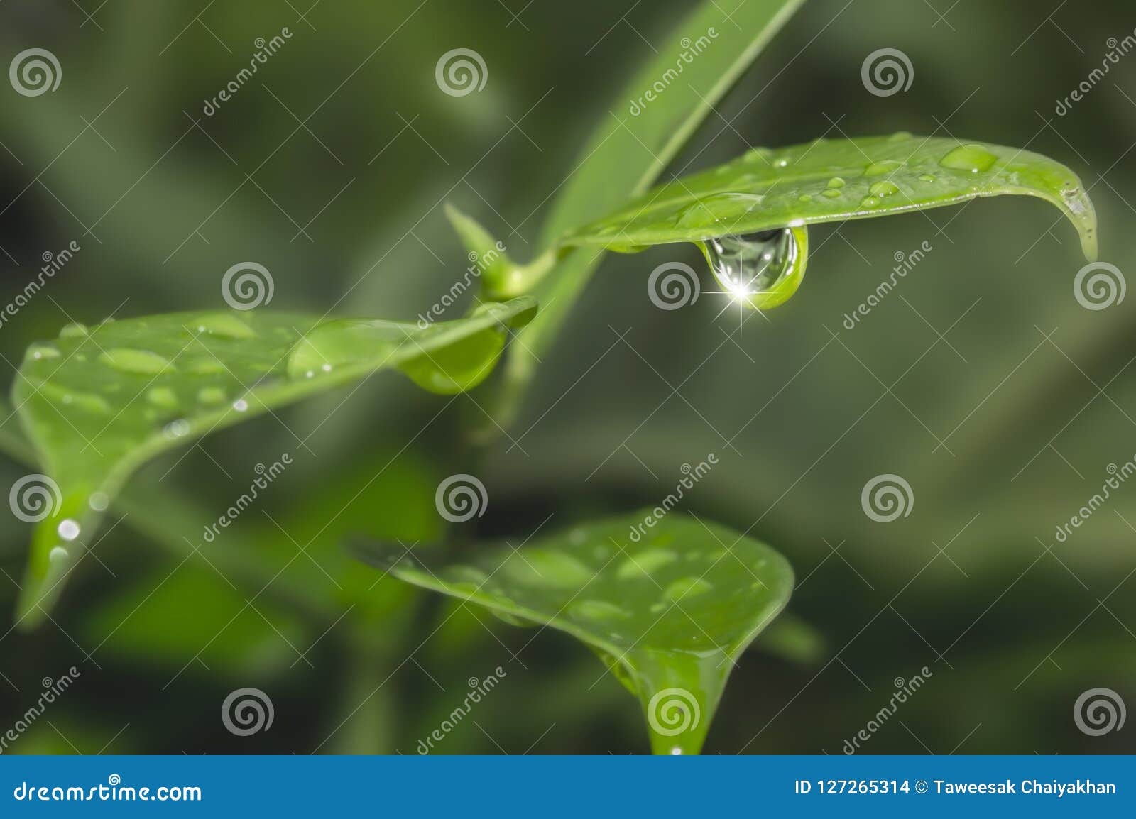 Water drop on tree leaf stock photo. Image of bright - 127265314