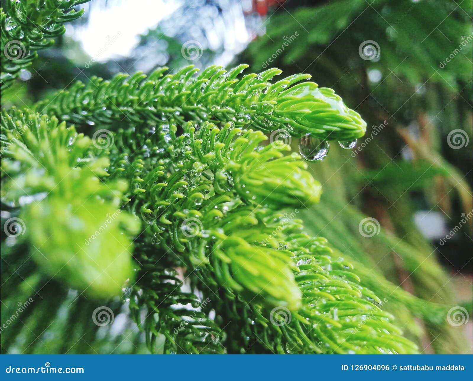 Water stock photo. Image of whater, plant, tree, drop - 126904096