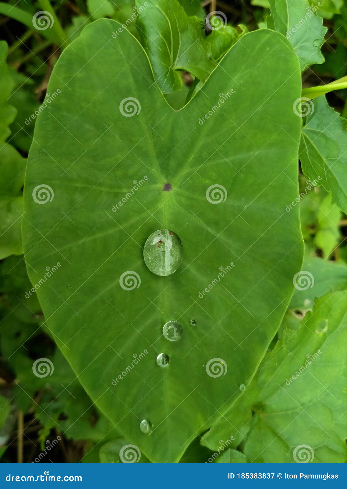 Water drop in tree stock image. Image of water, drop - 185383837