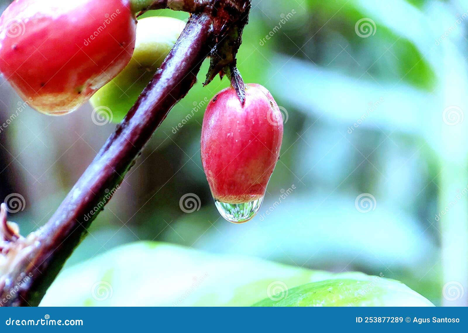 Water Drop Uder the Fruit of Coffee Stock Image - Image of coffee ...