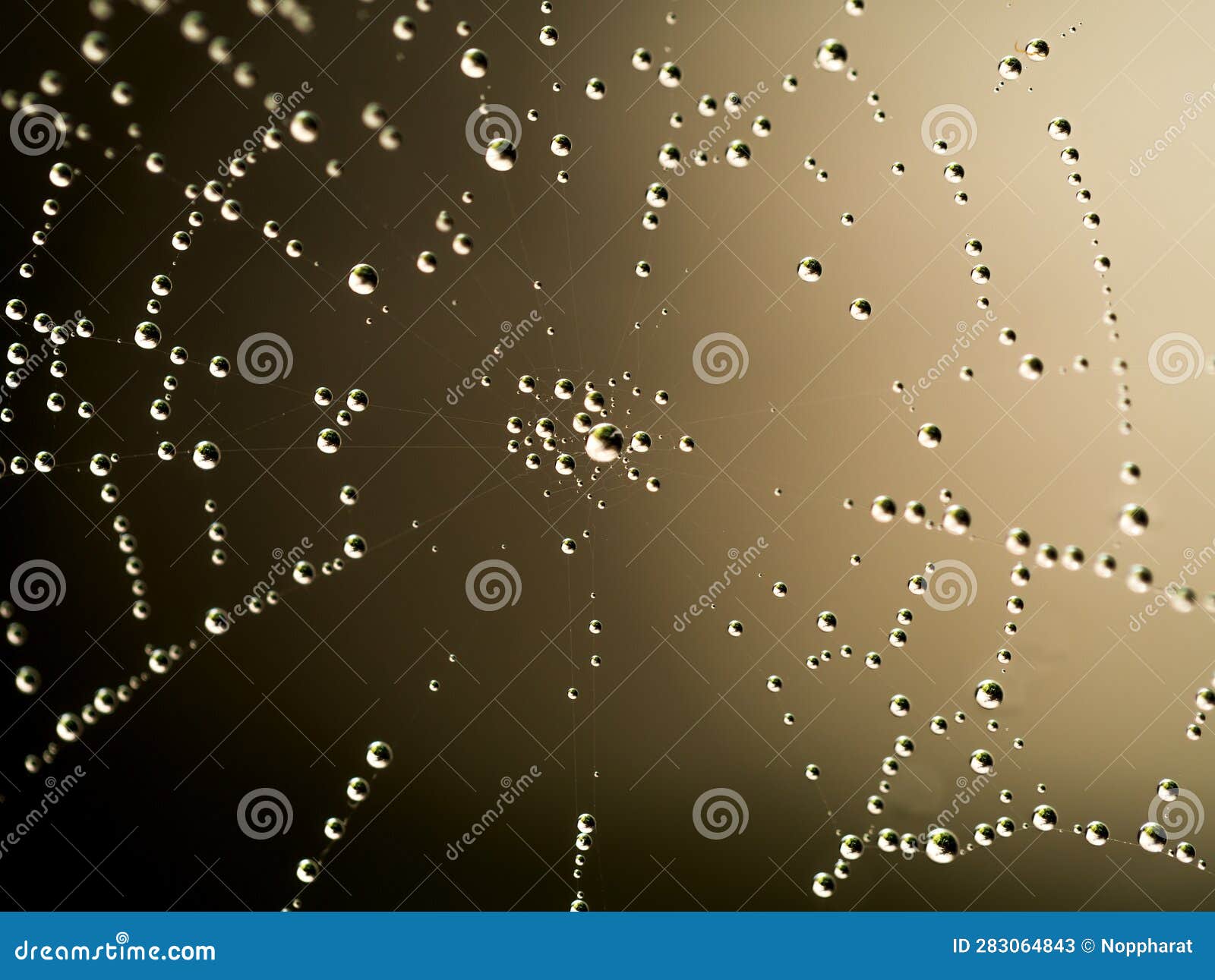 Water drop on web stock image. Image of dewdrop, drops - 283064843