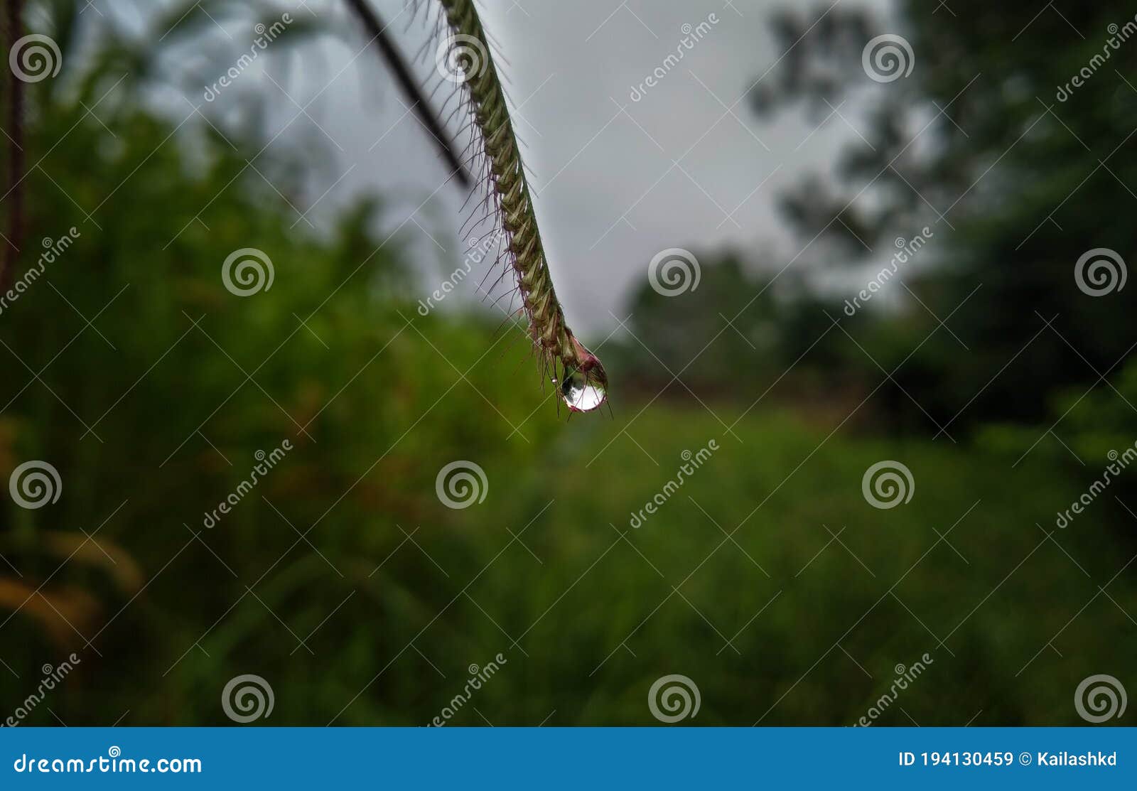 Water Droplet Falling from Plant Stock Image - Image of water, droplet ...