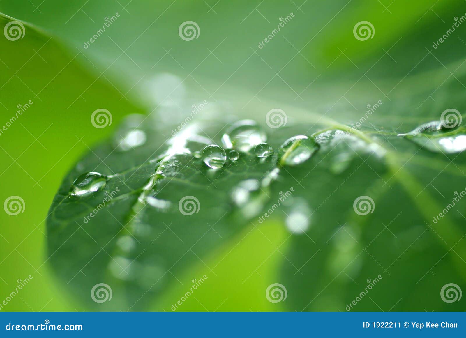 Water droplet on leave stock image. Image of background - 1922211