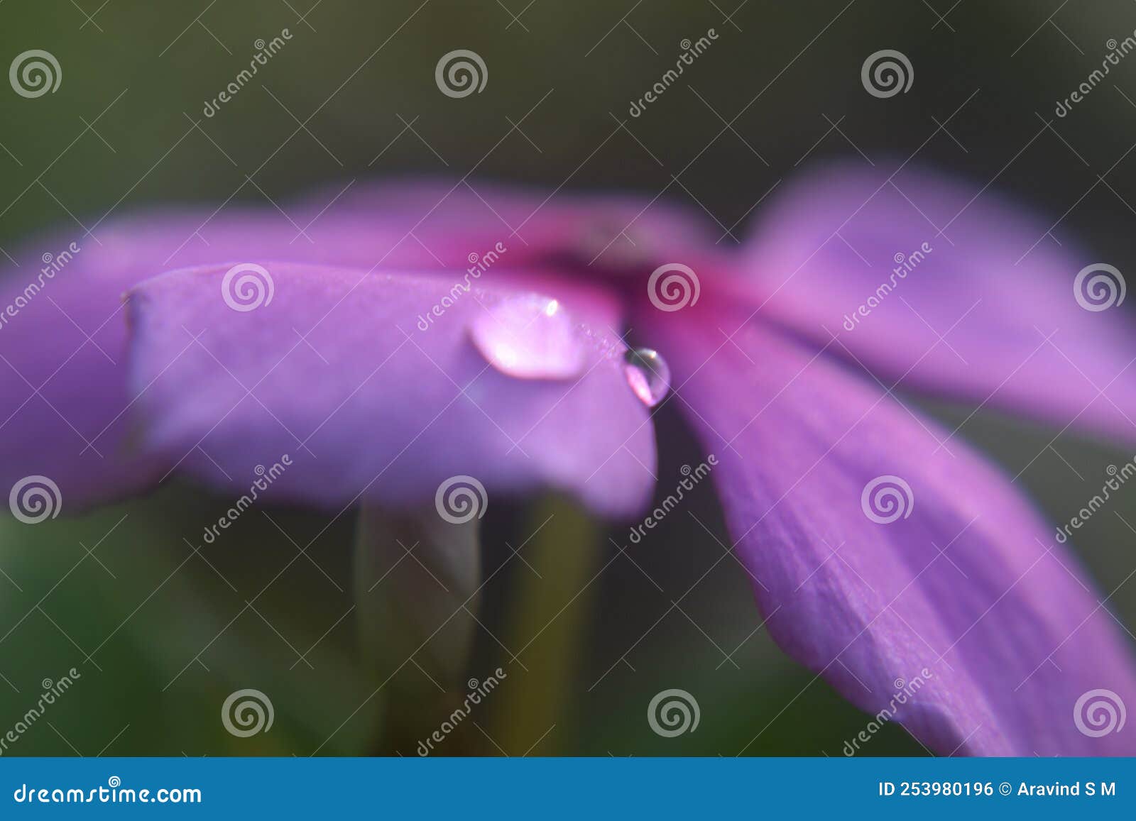 A Water Droplet on Periwinkle Sadabhar Flower Stock Photo - Image of ...