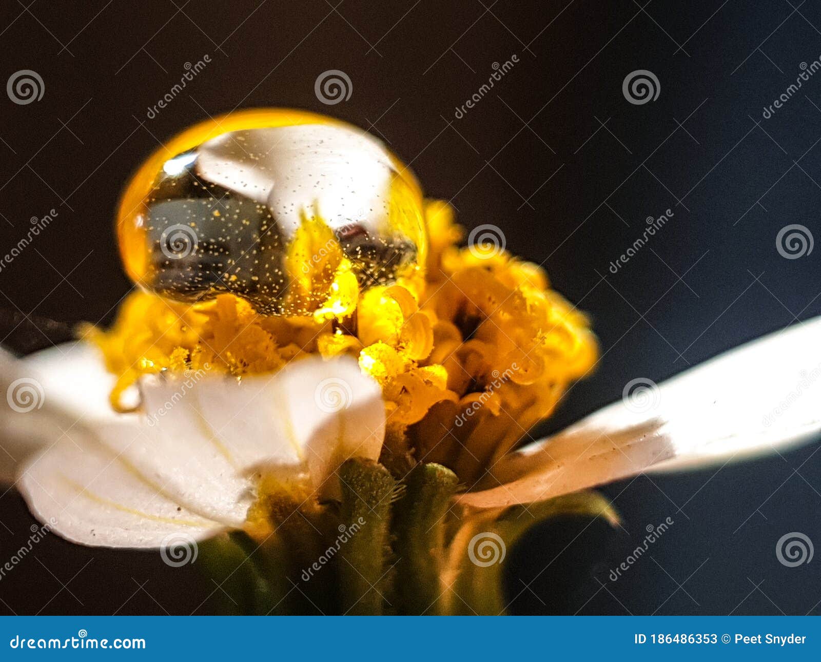 Water Droplet with Pollen Inside it Stock Image - Image of droplet ...