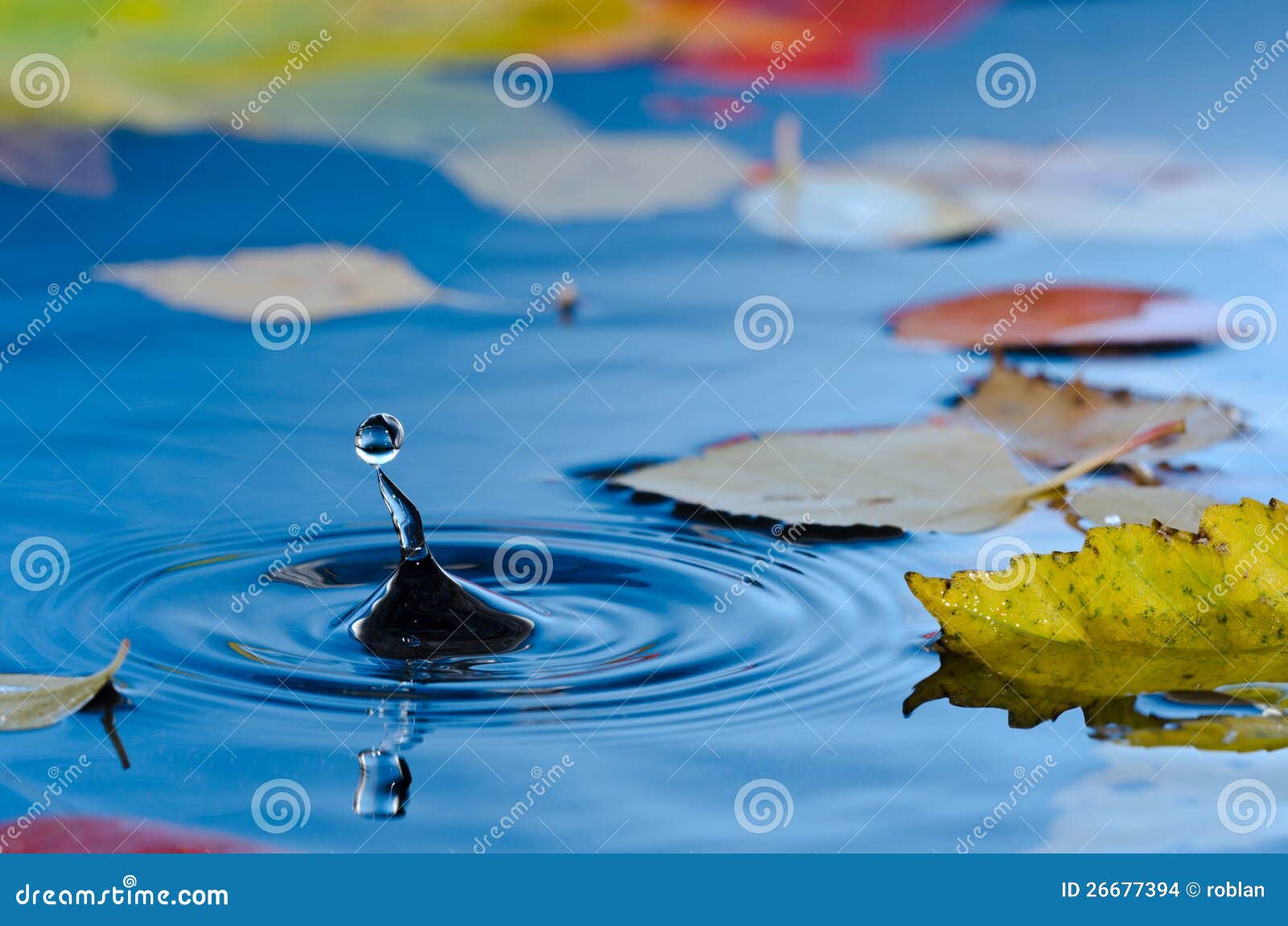 Water Droplet in Pond with Autumn Leaves Stock Photo - Image of ...